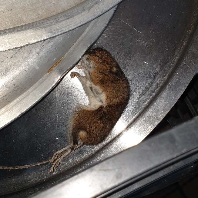 Mouse infestation results in closure for primary school kitchen - South ...